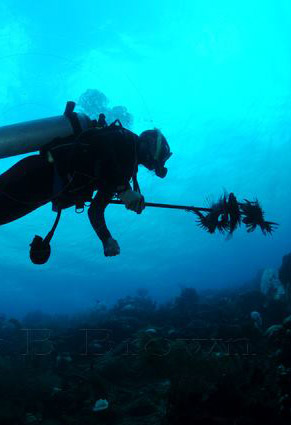 Bring Your Own Lionfish BBQ - Curaçao Party Guide